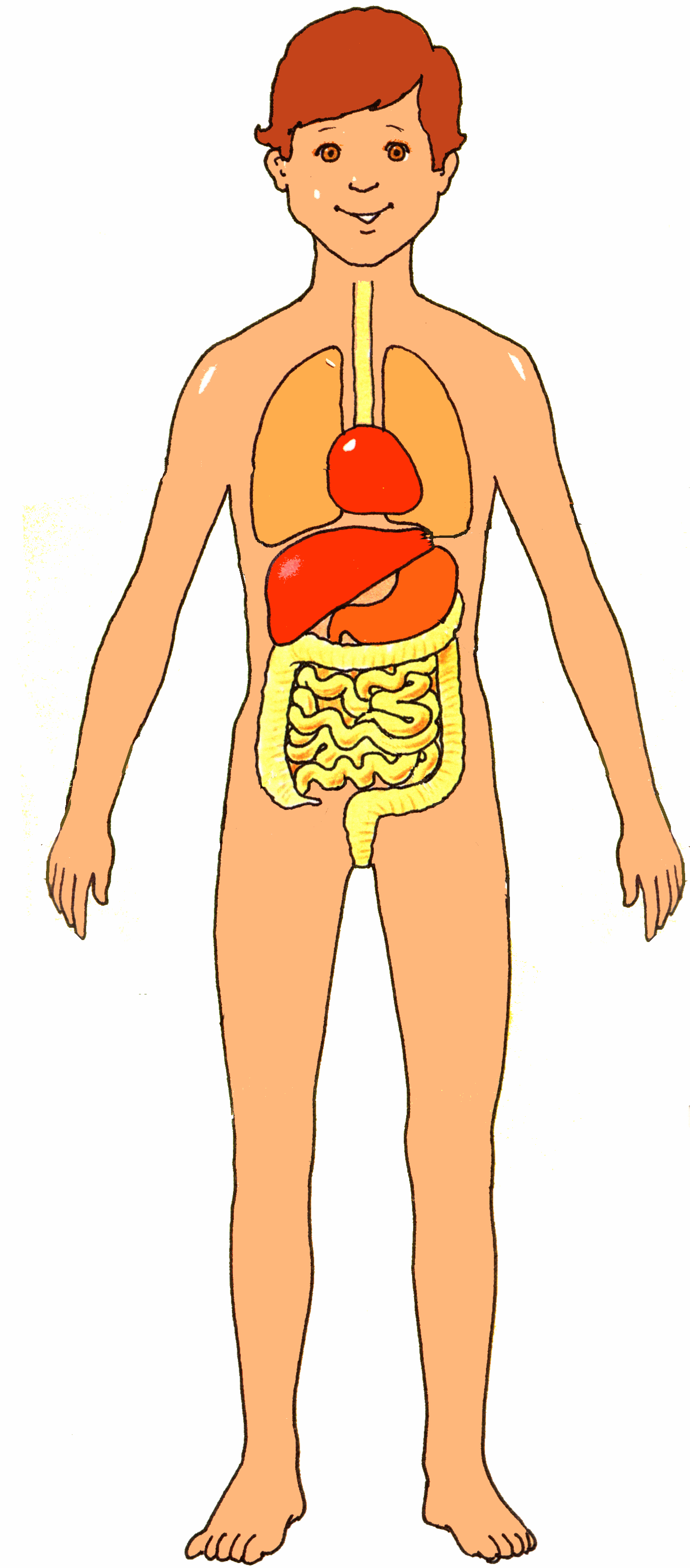 Clipart The Human Body Clipground