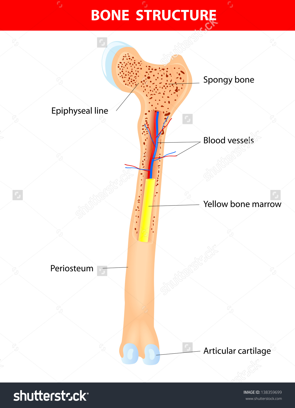 Bone Structure Clipart Clipground