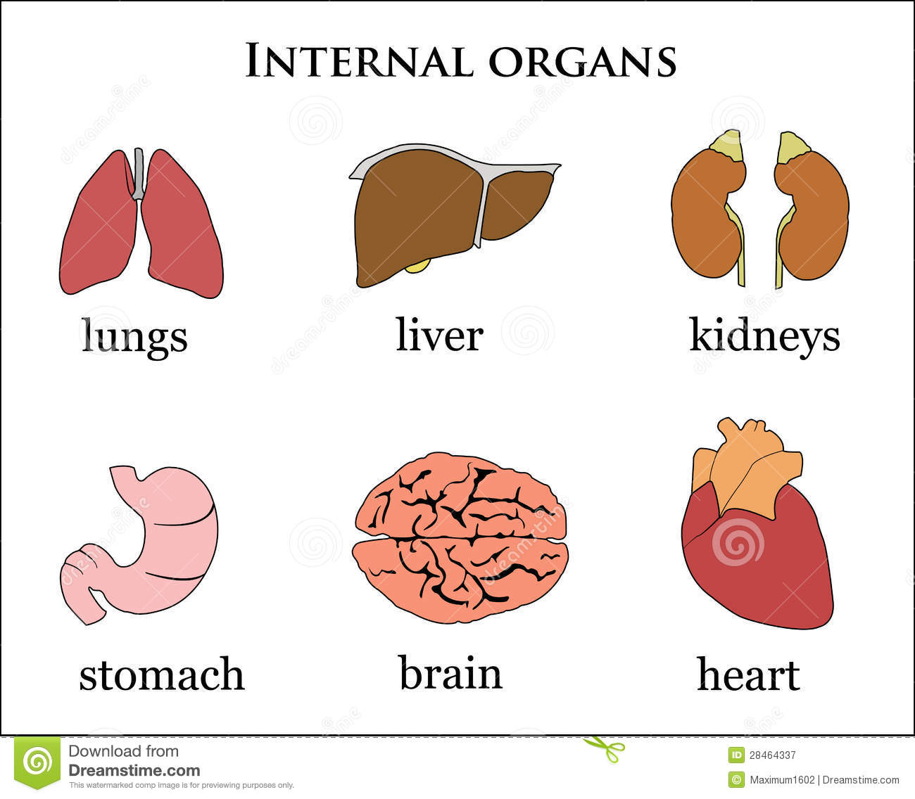 Human Internal Organ Clipart Clipground