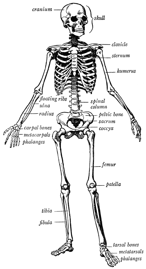 Skeleton Human Clipart Clipground Skeleton Human Clipart Clipground