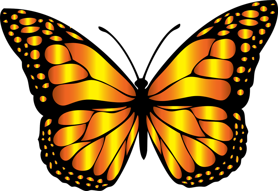 Monarch Butterfly Clipart Clipground