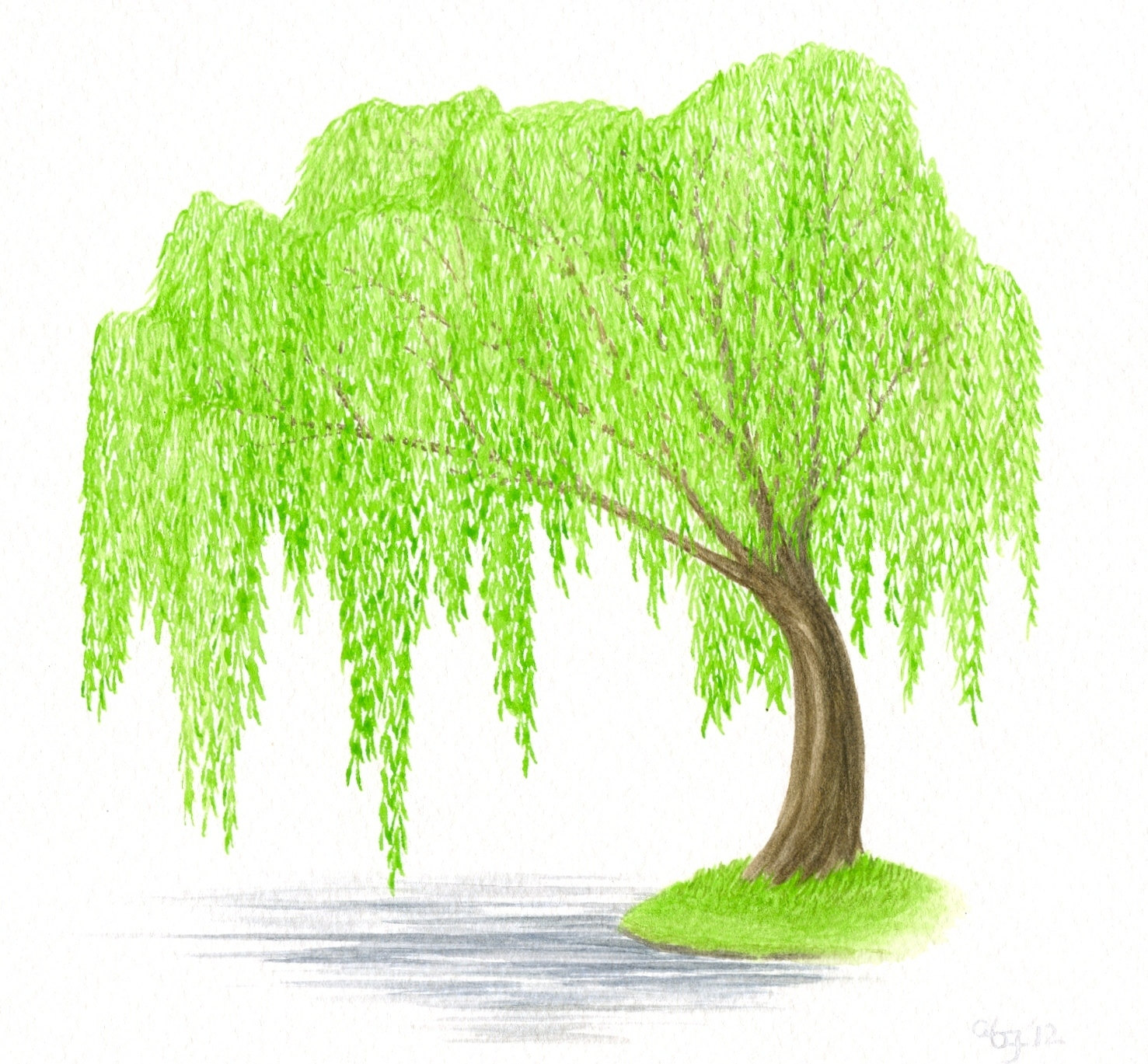 Willow Tree Clipart Clipground
