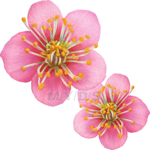 Blüte clipart 20 free Cliparts | Download images on Clipground 2025
