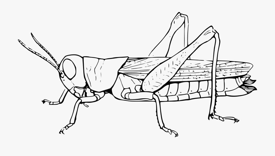 Cartoon Grasshopper Clipart Black And White Free Grasshopper Cartoon