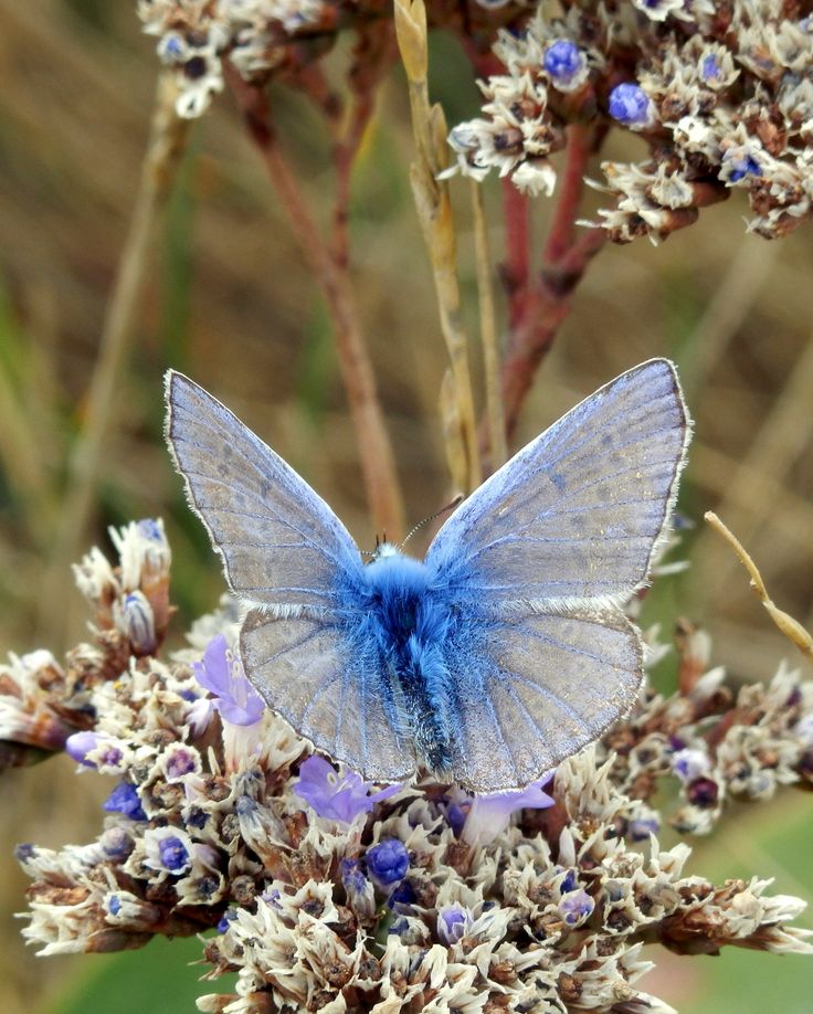 Common bläuling clipart 20 free Cliparts | Download images on ...