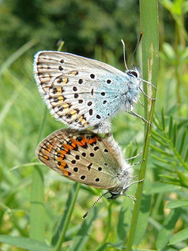 Common bläuling clipart 20 free Cliparts | Download images on ...