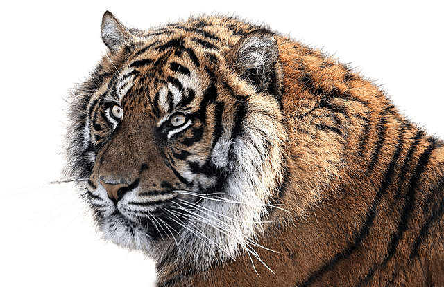 Compress Png Without Losing Transparency 18 Free Cliparts Download Images On Clipground 2021