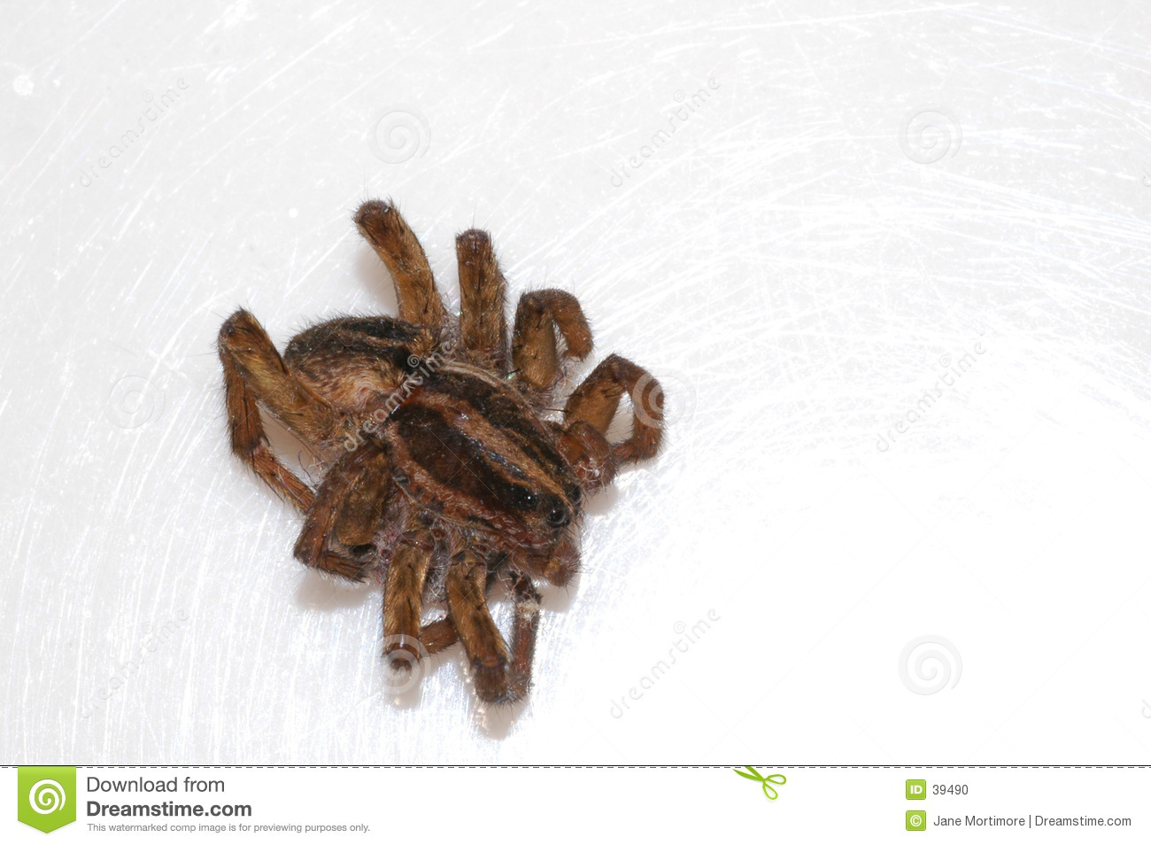 dead spider clipart 20 free Cliparts | Download images on Clipground 2024