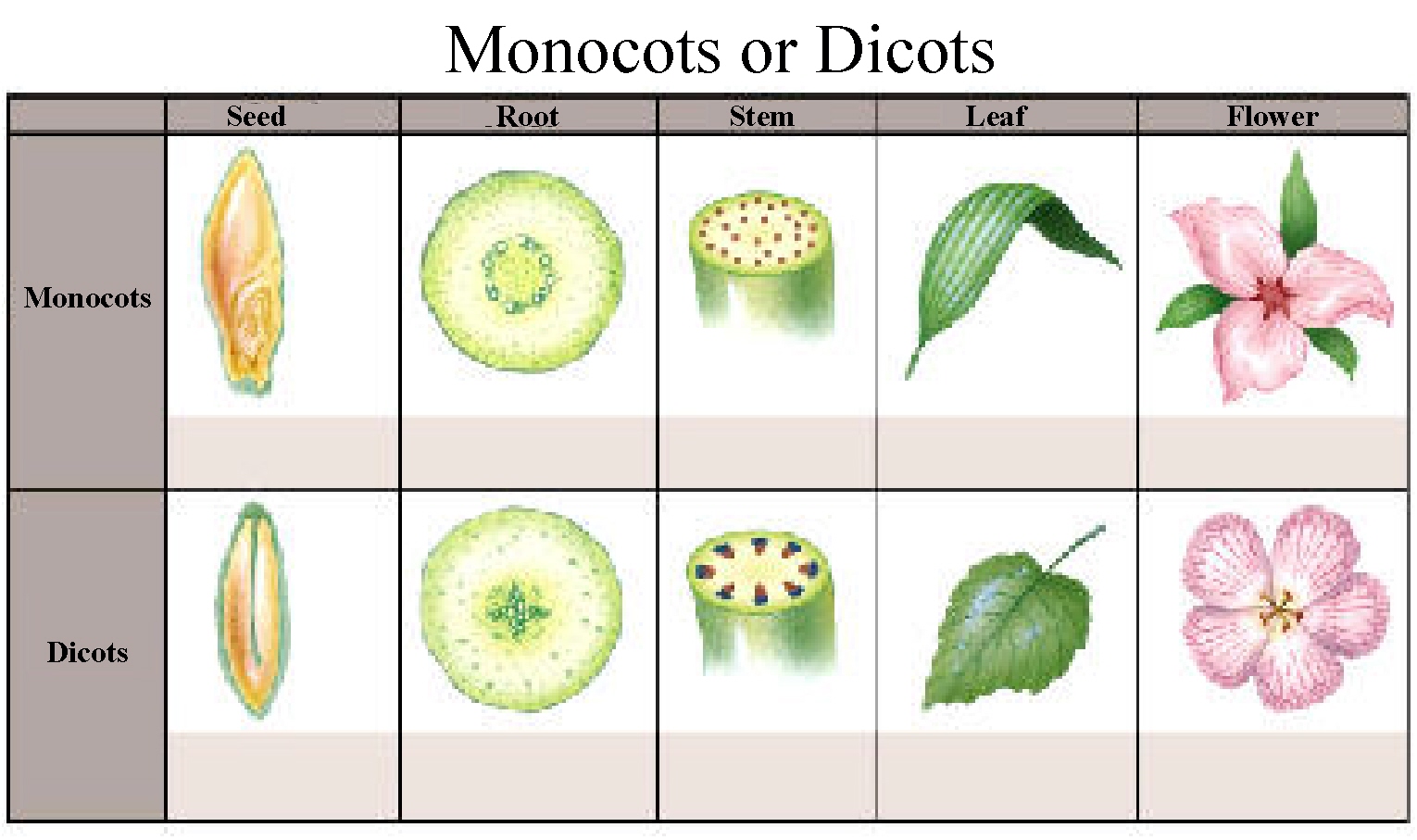 Dicotyledonous Clipart 20 Free Cliparts Download Images On Clipground