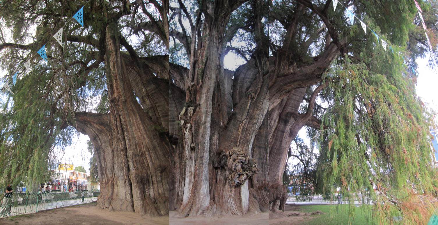 El árbol del tule clipart 19 free Cliparts | Download images on ...