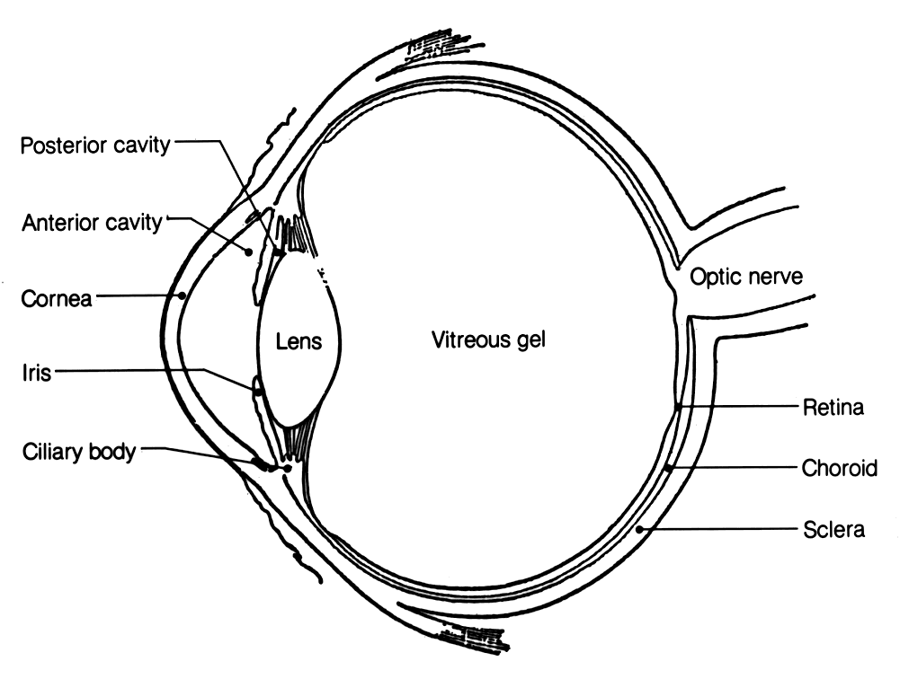 Parts Of The Eyes Clipart 20 Free Cliparts Download Images On Parts Of The Eyes Clipart 20 Free Cliparts Download Images On