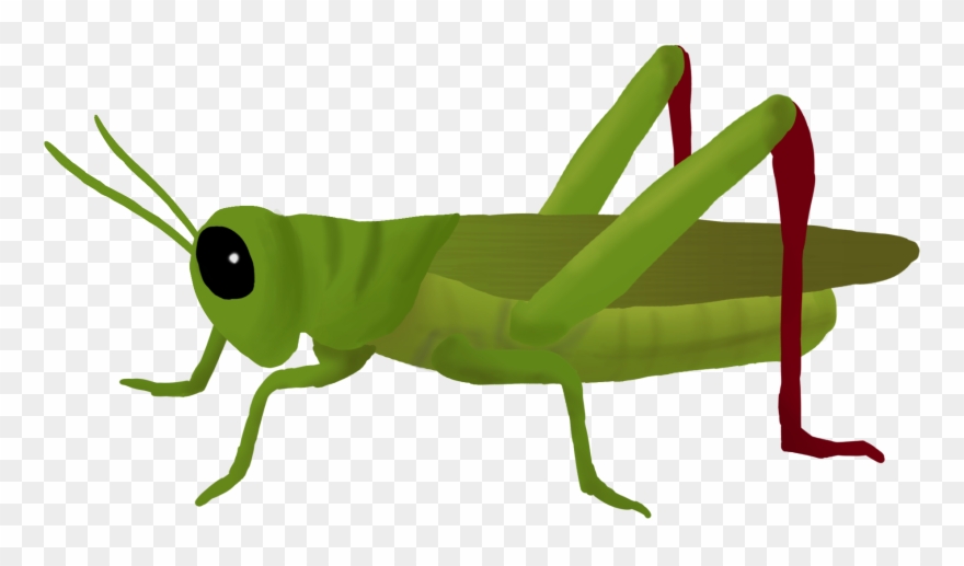 Grasshopper Clipart Images 10 Free Cliparts Download Images On