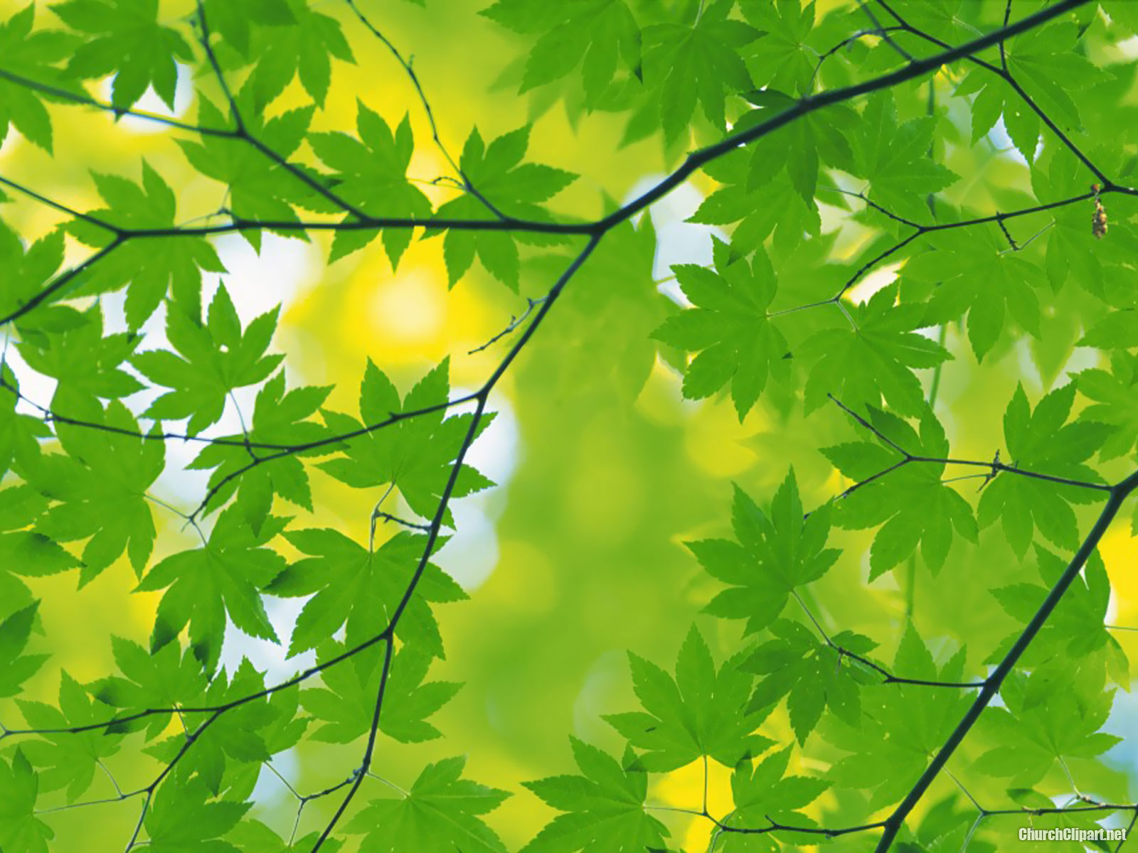 Green Leaves PowerPoint Background Green Leaves PowerPoint Background