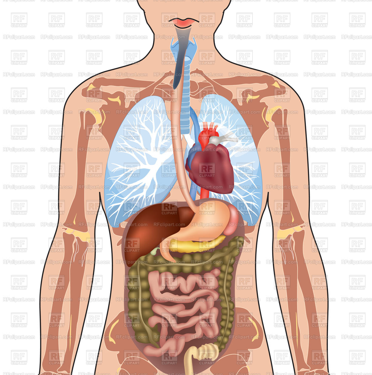 Human Body Diagram Clipart 10 Free Cliparts Download Images On
