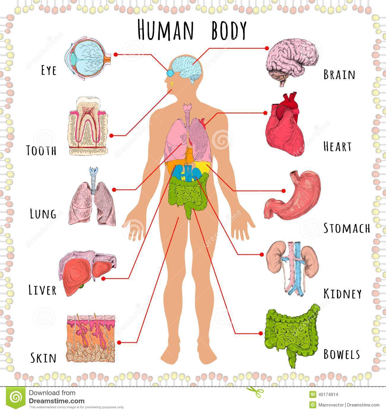 Human Anatomy Clipart 20 Free Cliparts Download Images On Clipground 2023
