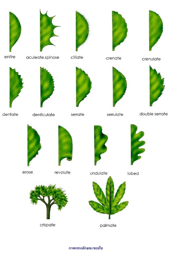 Leaf Margin Clipart 20 Free Cliparts Download Images On Clipground 2023