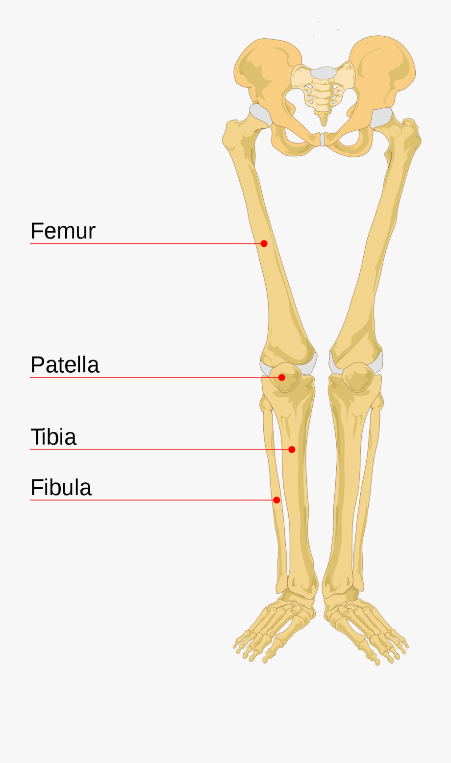 Leg Bone Clipart 10 Free Cliparts Download Images On Clipground 2022 Leg Bone Clipart 10 Free Cliparts Download Images On Clipground 2022