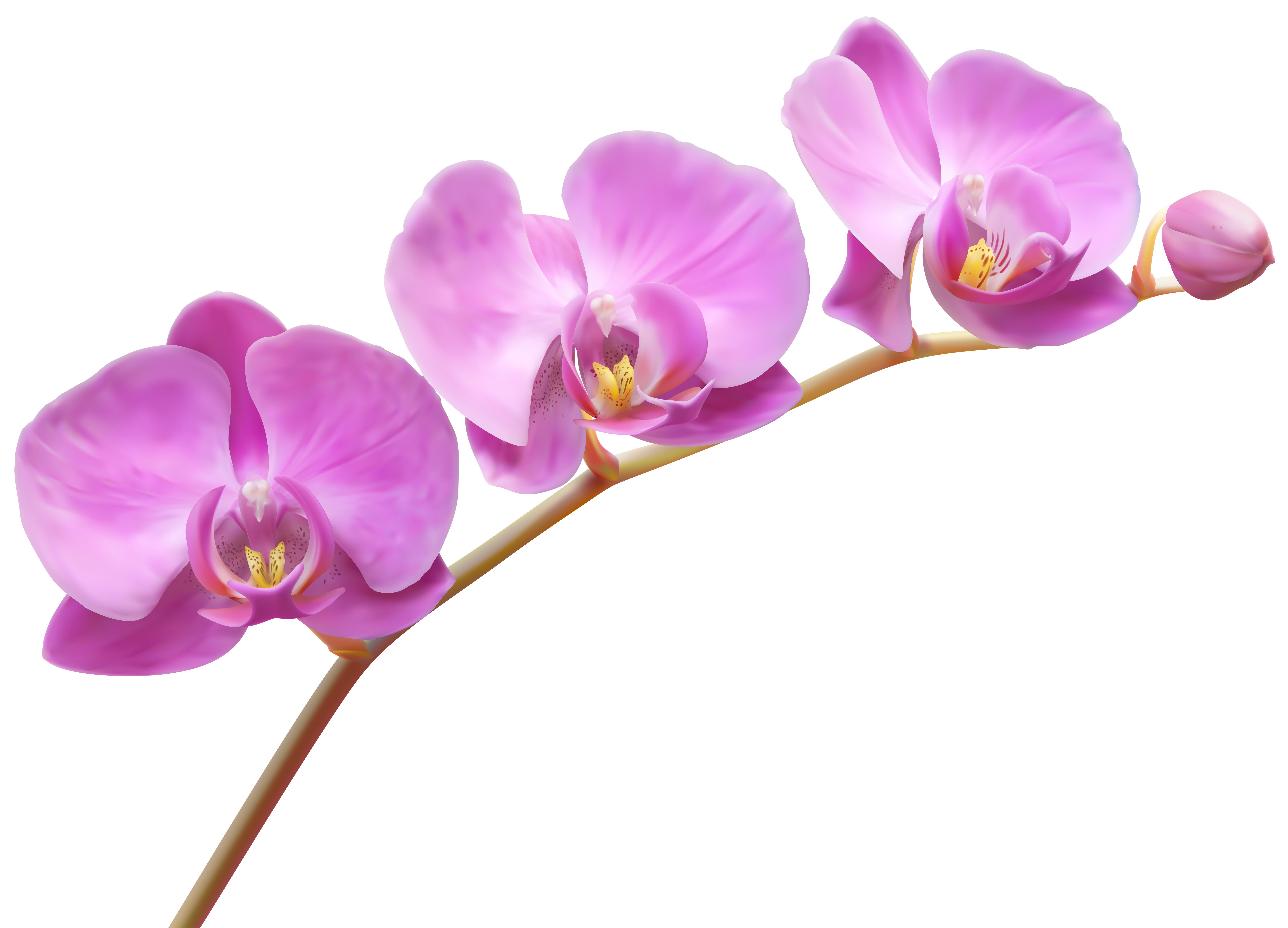 Orchid Species Clipart 20 Free Cliparts Download Images On Clipground 