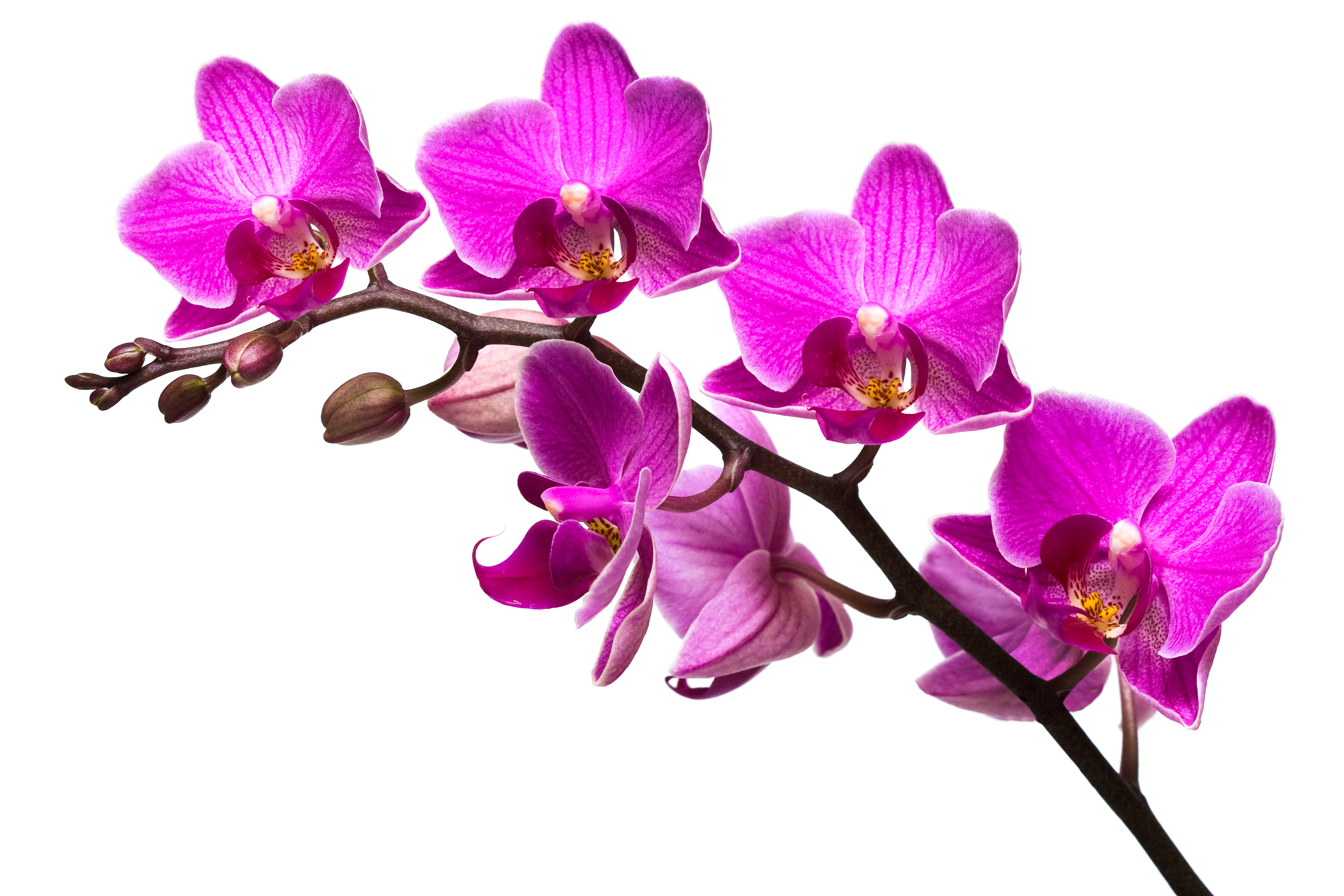 Orchid Flower Clipart 20 Free Cliparts Download Images On Clipground 2023