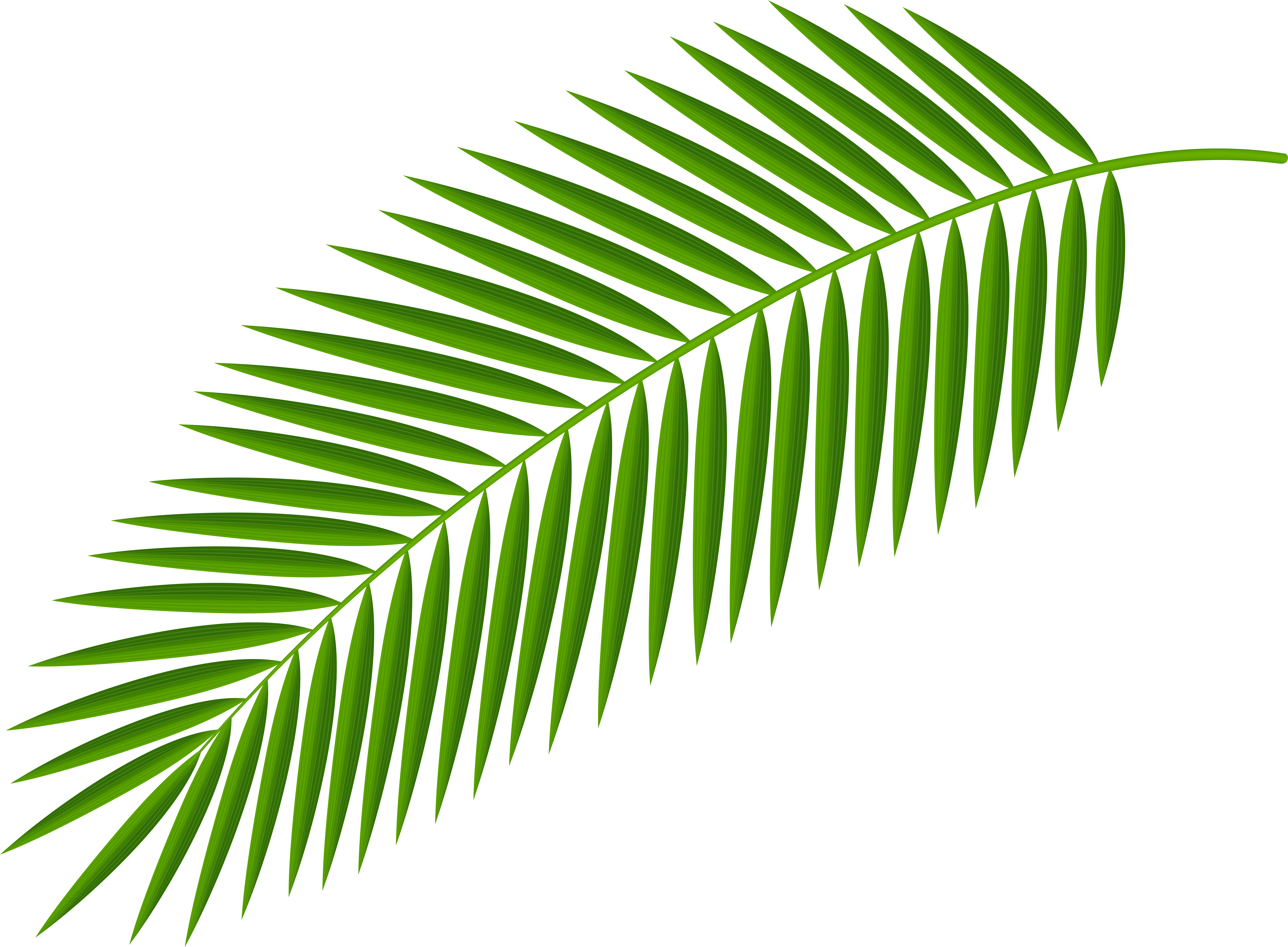Palm Tree Leaves Clip Art 10 Free Cliparts Download Images On