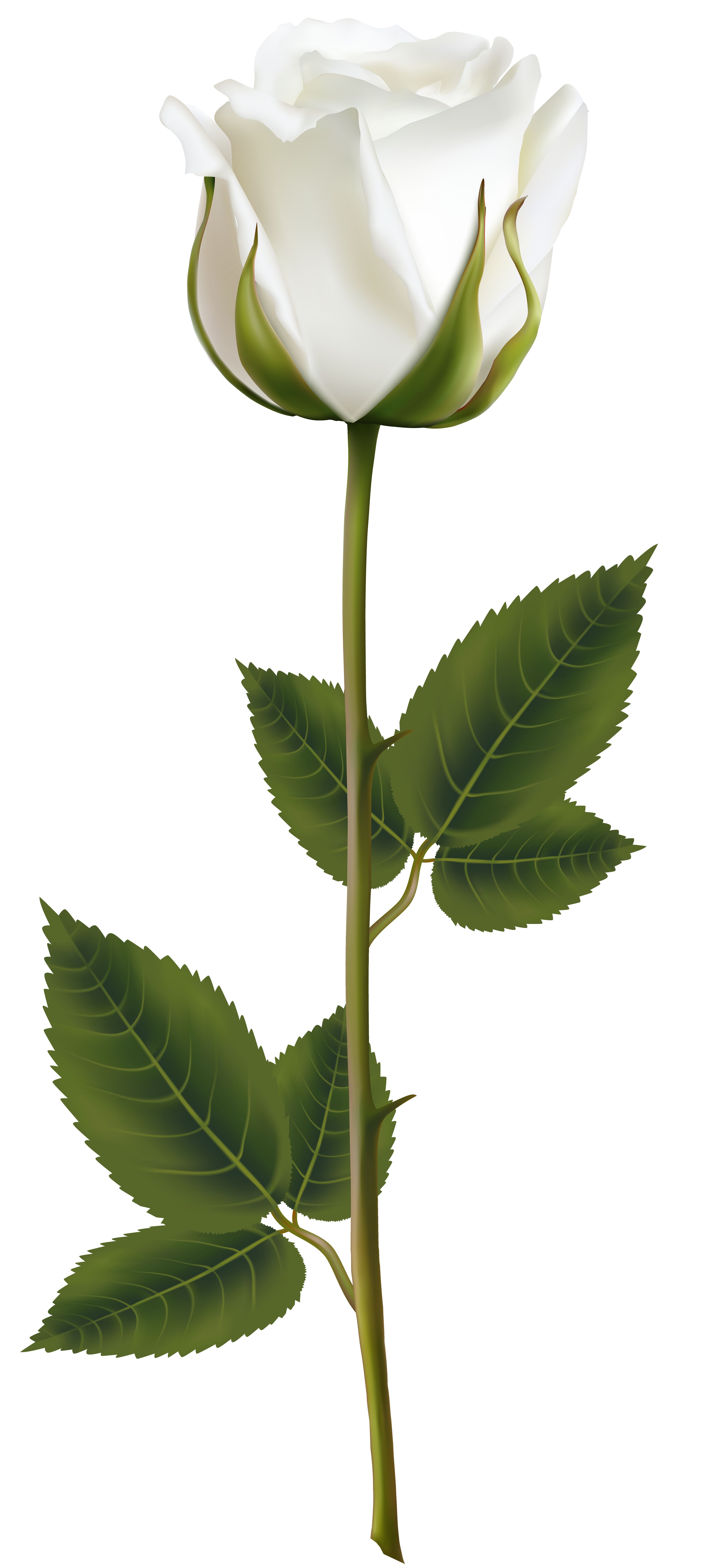 Stem Png 10 Free Cliparts Download Images On Clipground 2023