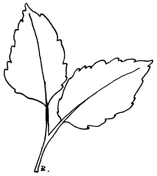 Sunflower Leaves Clipart 20 Free Cliparts Download Images On 