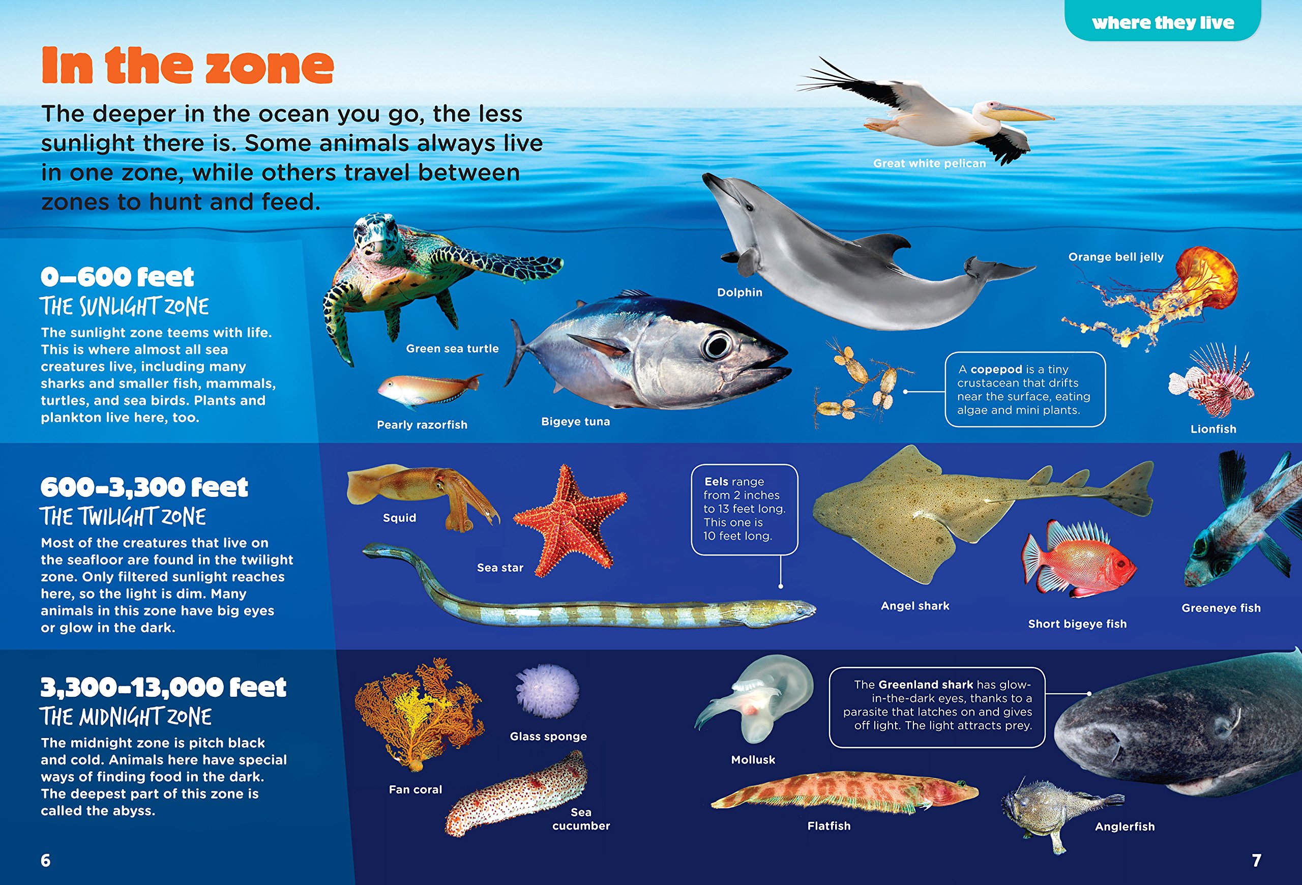 Sunlight Zone Ocean Animals Clipart 10 Free Cliparts Download Images On Clipground 2022
