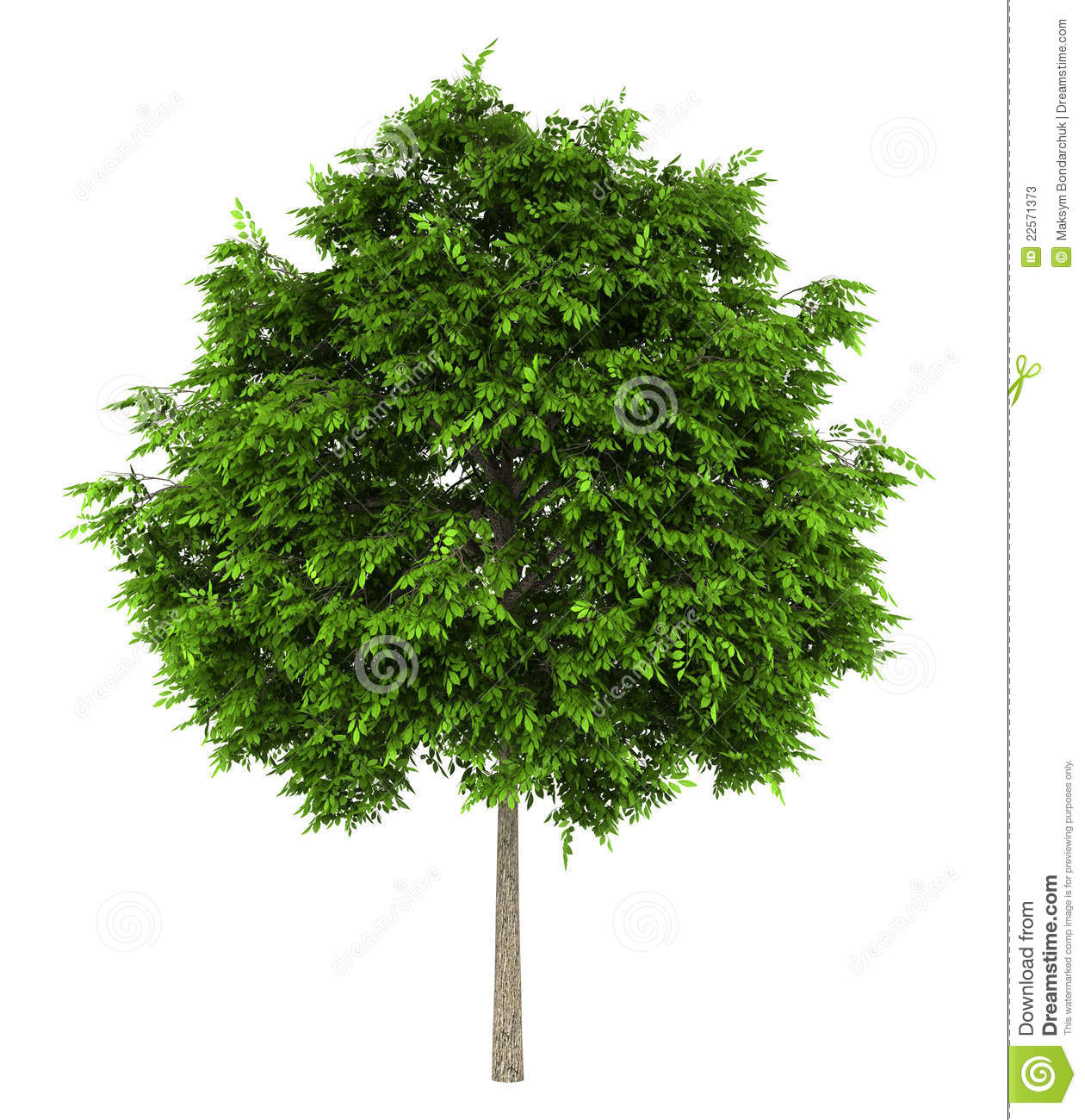 Tree isolated clipart 20 free Cliparts | Download images on Clipground 2024