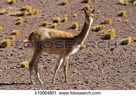 Vicuña clipart 20 free Cliparts | Download images on Clipground 2025