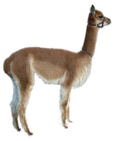 Vicuña clipart 20 free Cliparts | Download images on Clipground 2025